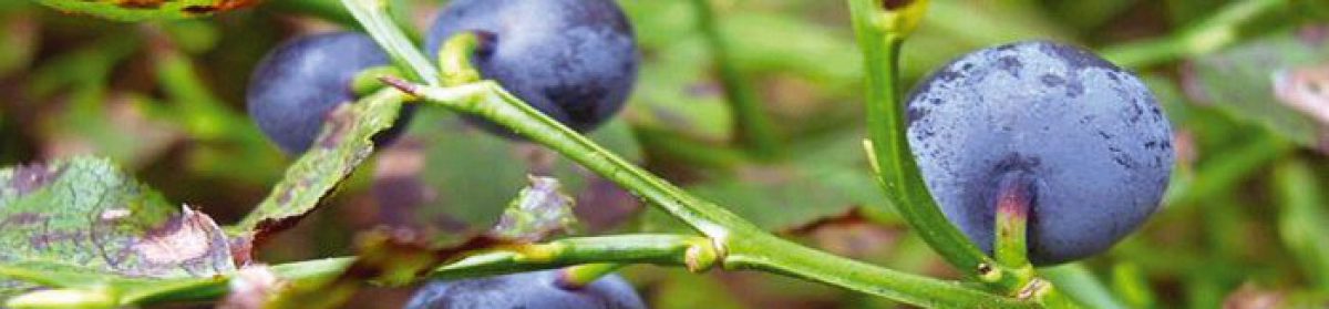 Histoire et bienfaits de la myrtille - Verger La baie bleue